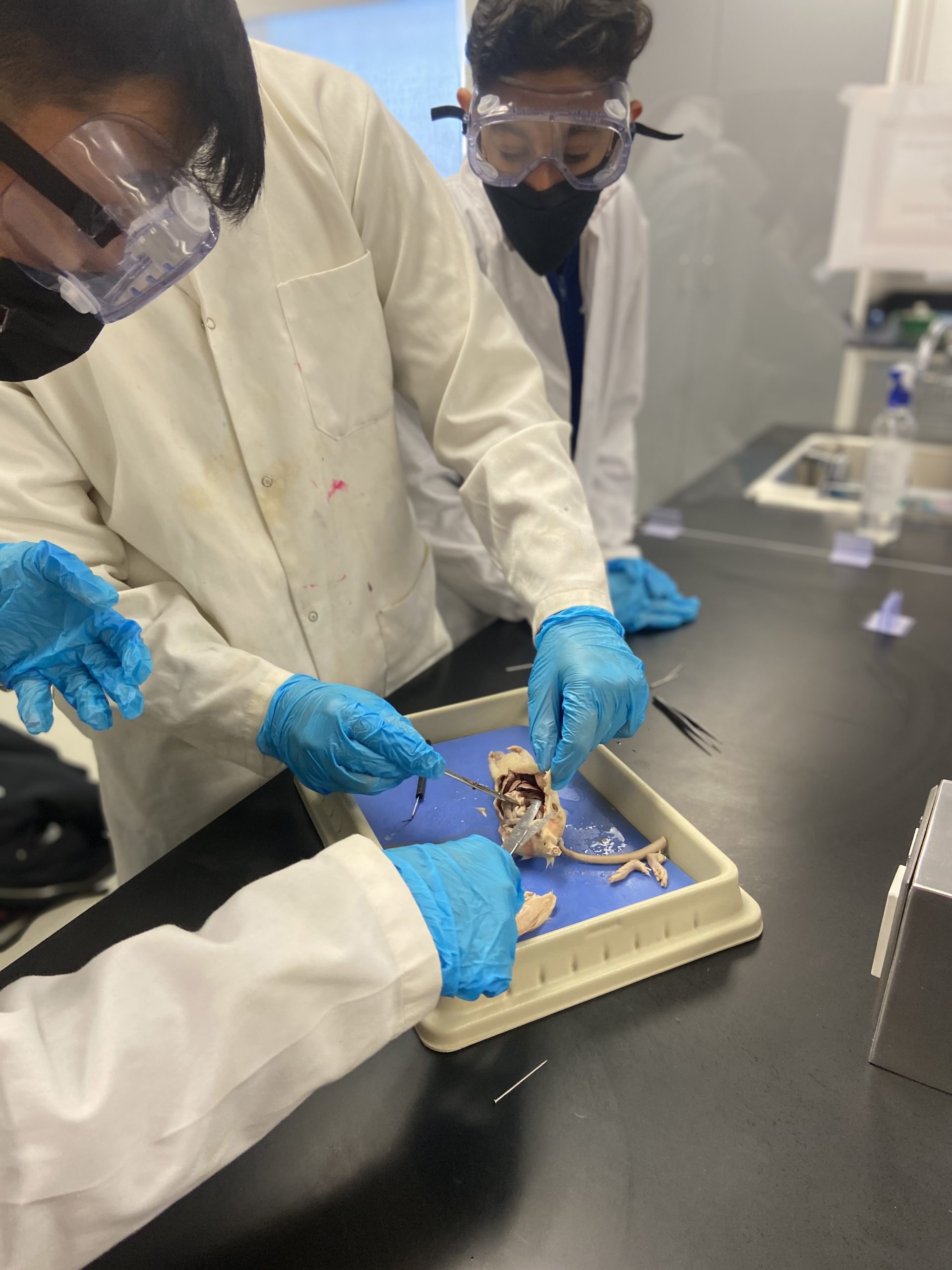 Dissection of a Rat - Newton's Grove School: Kids Grow Here