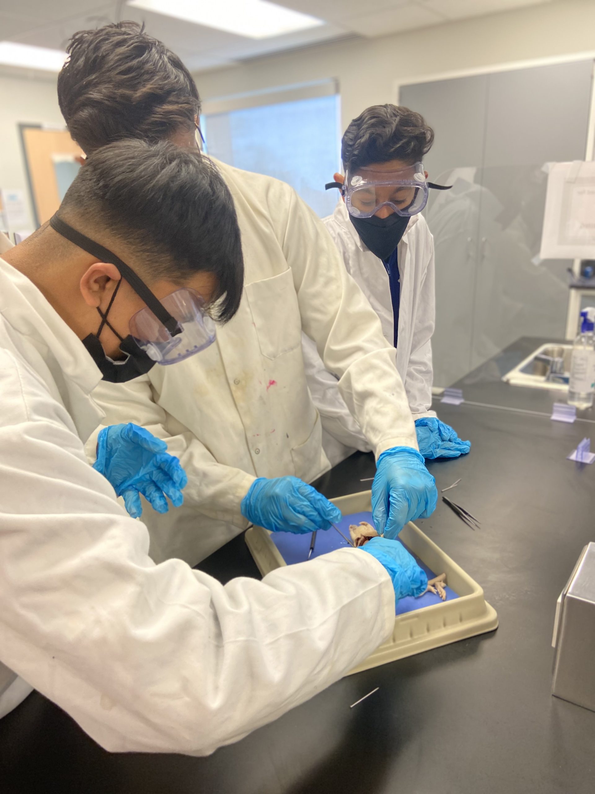 Dissection of a Rat - Newton's Grove School: Kids Grow Here