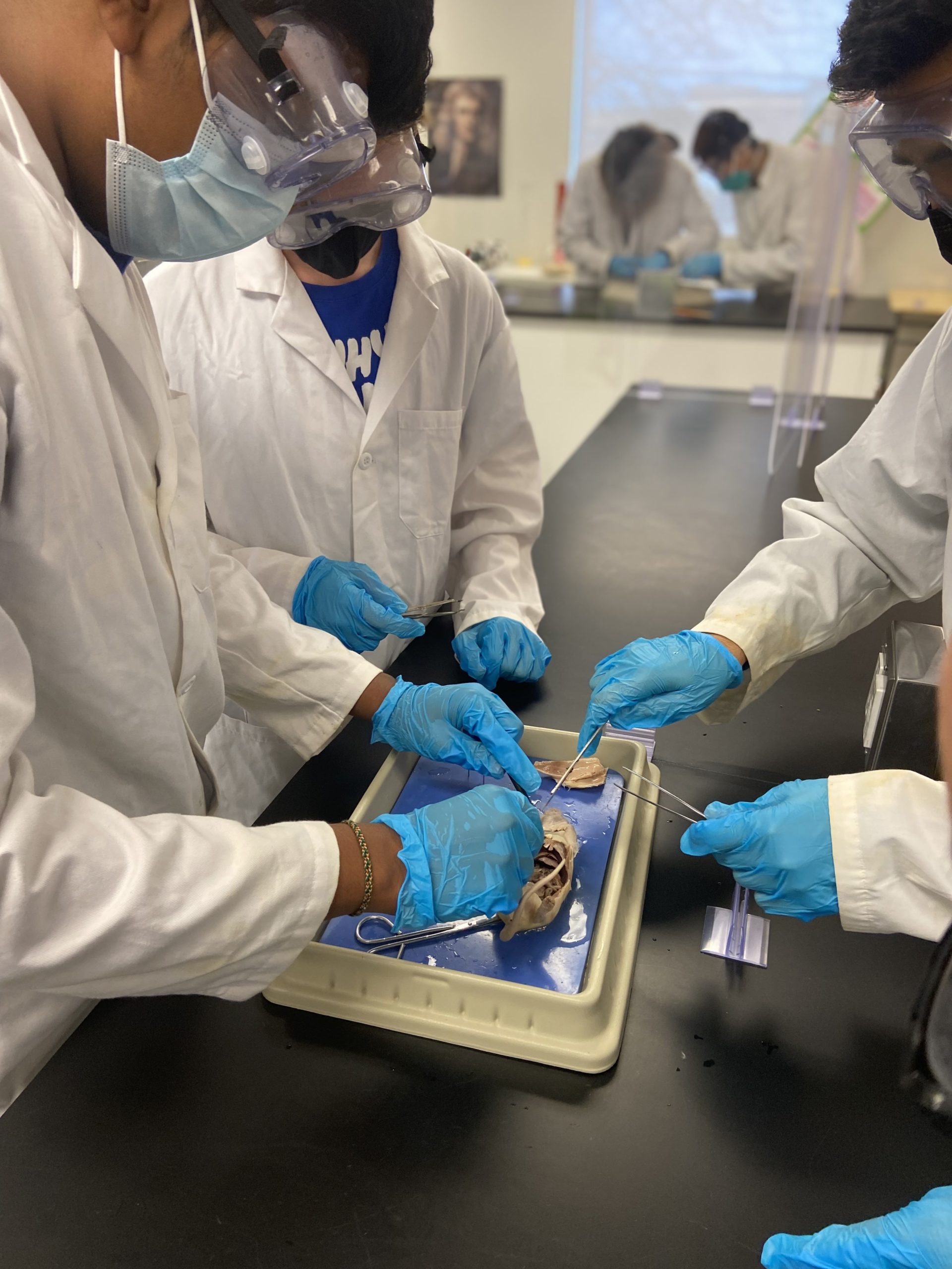 Dissection of a Rat - Newton's Grove School: Kids Grow Here