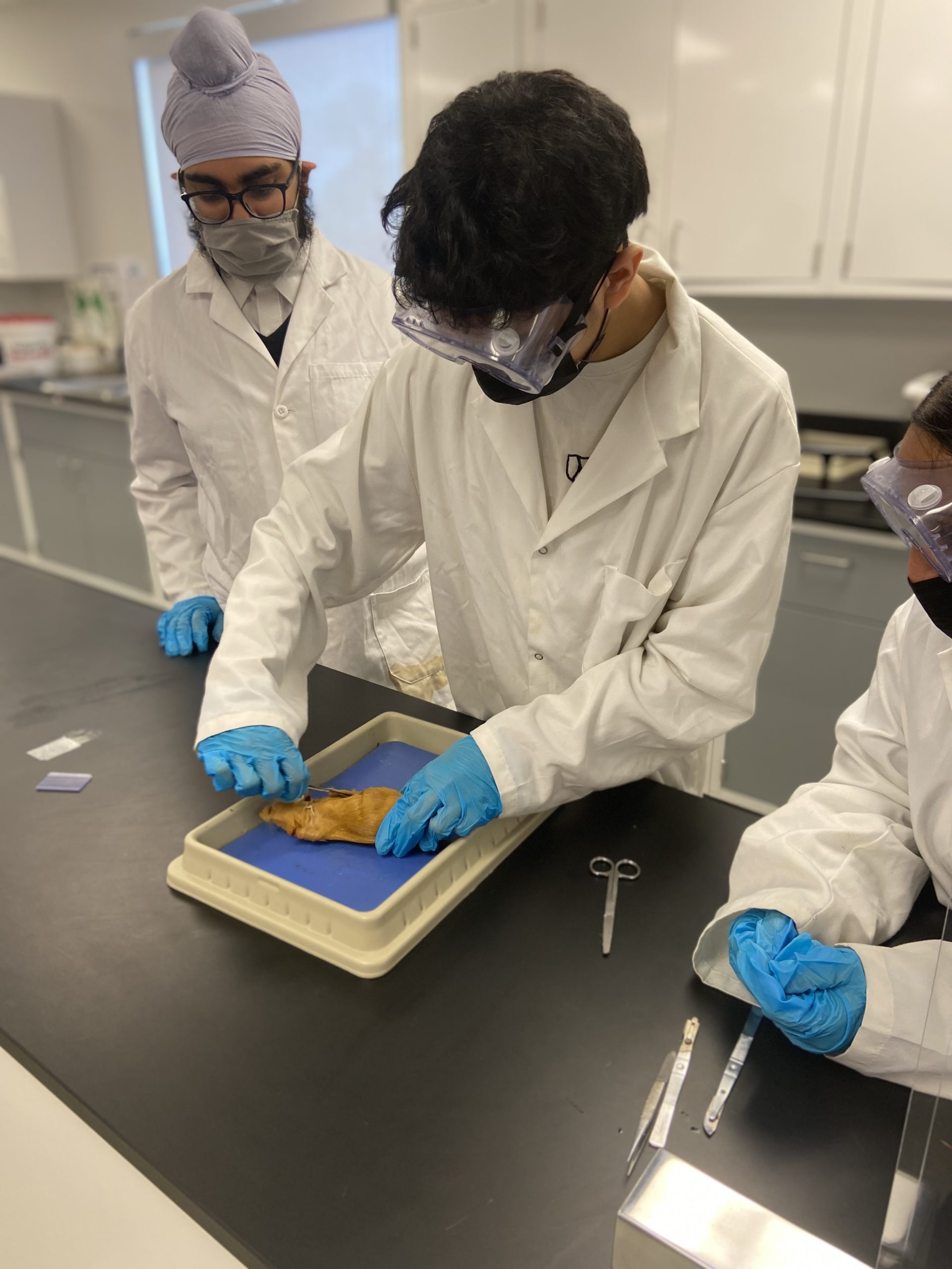 Dissection of a Rat - Newton's Grove School: Kids Grow Here